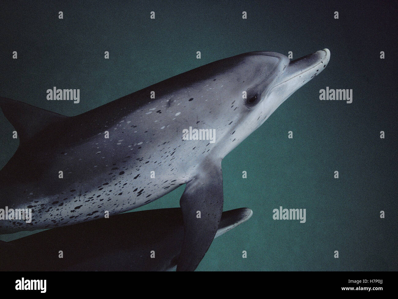 Atlantic Spotted Dolphin (Stenella frontalis) two underwater, Hawaii ...