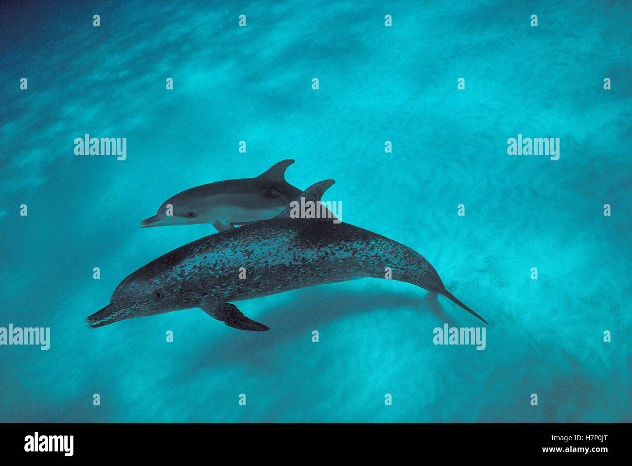 Atlantic Spotted Dolphin (Stenella frontalis) pair underwater, Bahamas ...