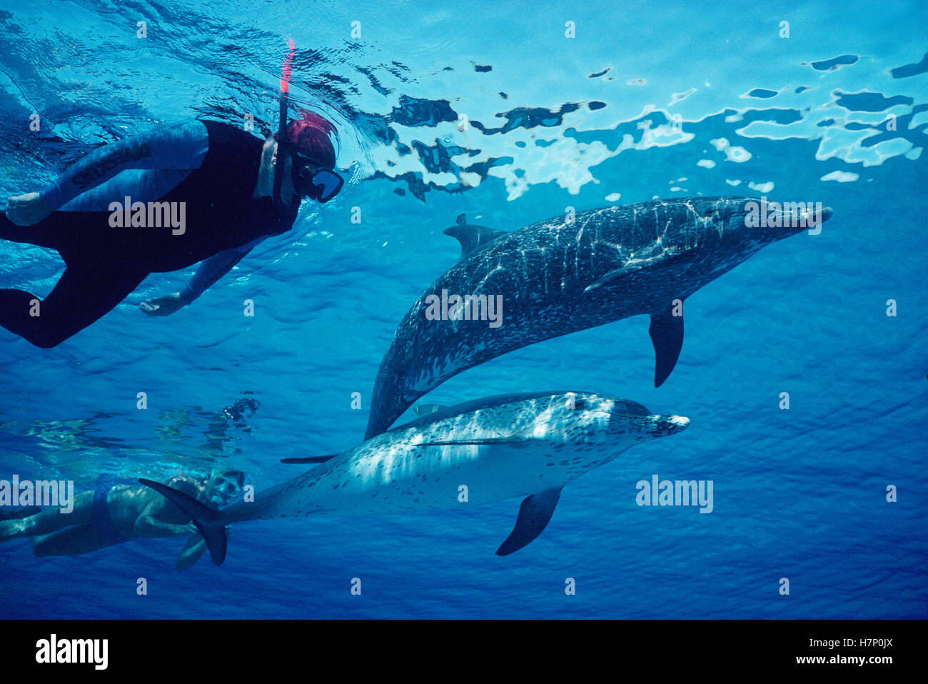 Atlantic Spotted Dolphin (Stenella frontalis) trio with snorkeler ...