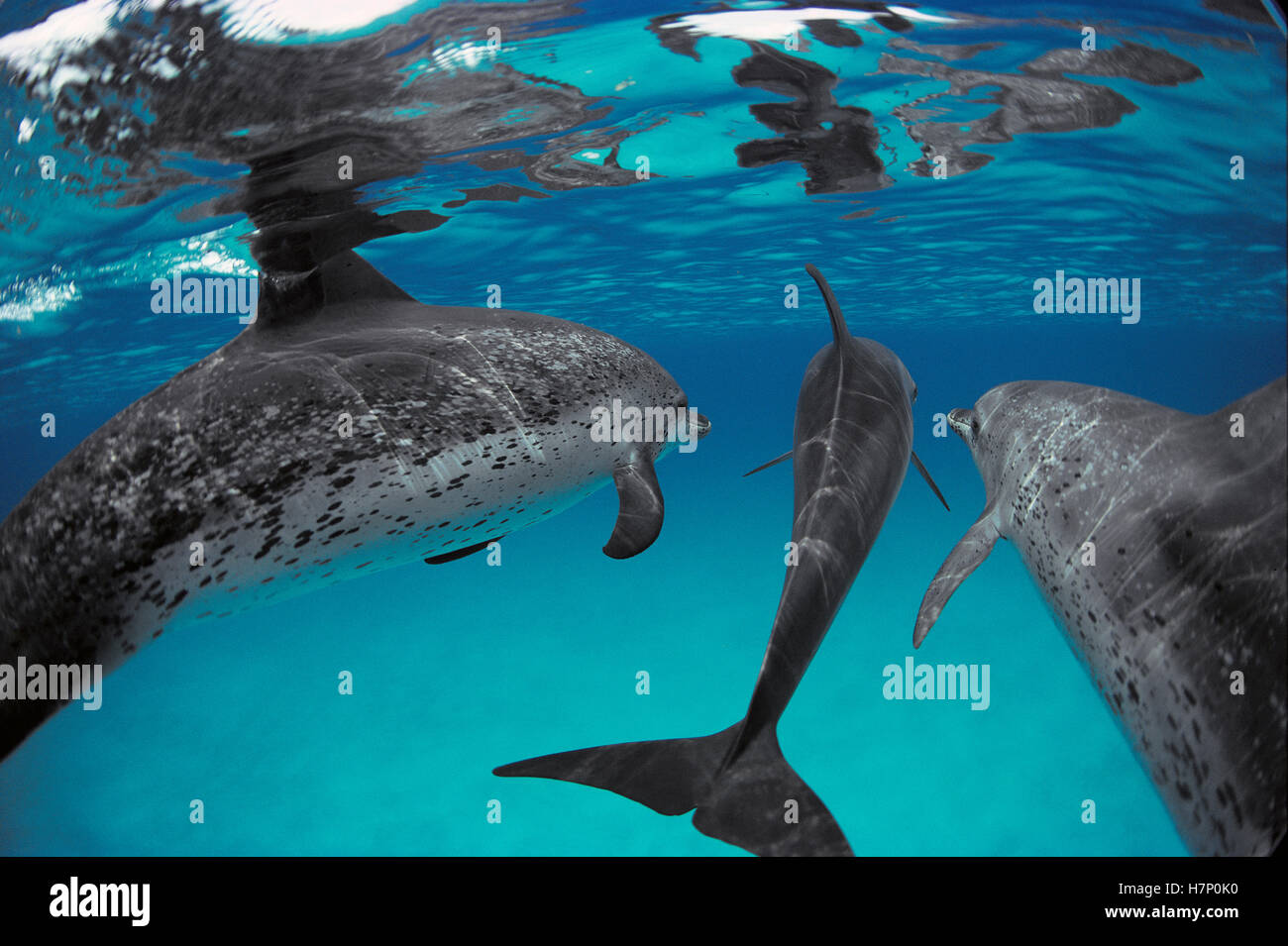 Atlantic Spotted Dolphin (Stenella frontalis) group of adults and ...