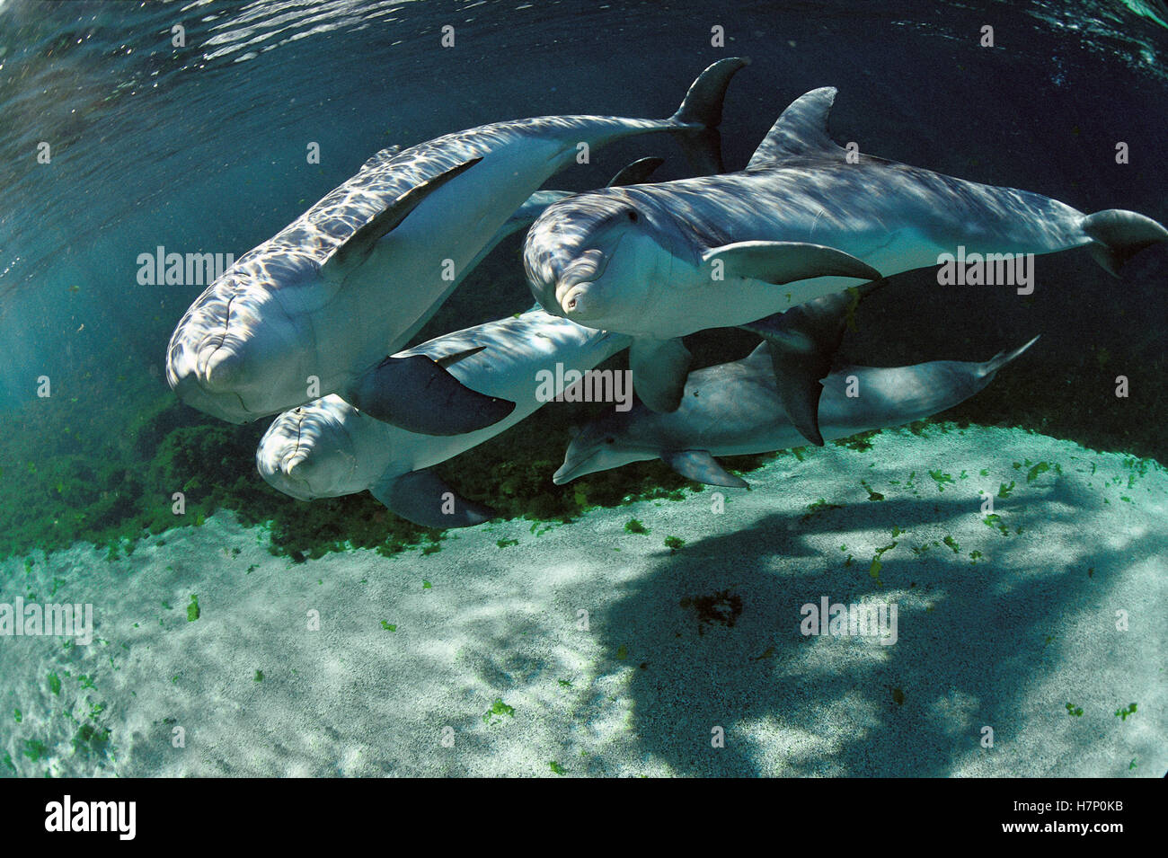 Bottlenose Dolphin (Tursiops truncatus) four underwater, Waikoloa Hyatt ...