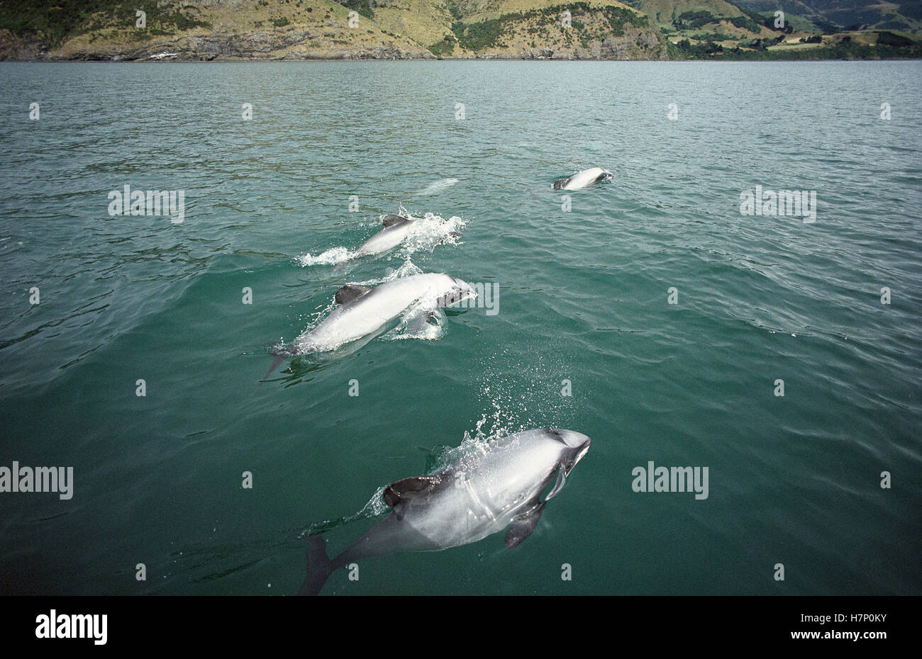 Hector's Dolphin (Cephalorhynchus hectori) pod surfacing in Akaroa Bay ...