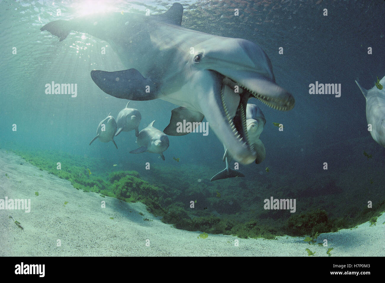 Bottlenose Dolphin (Tursiops truncatus) calling, Waikoloa Hyatt, Hawaii ...