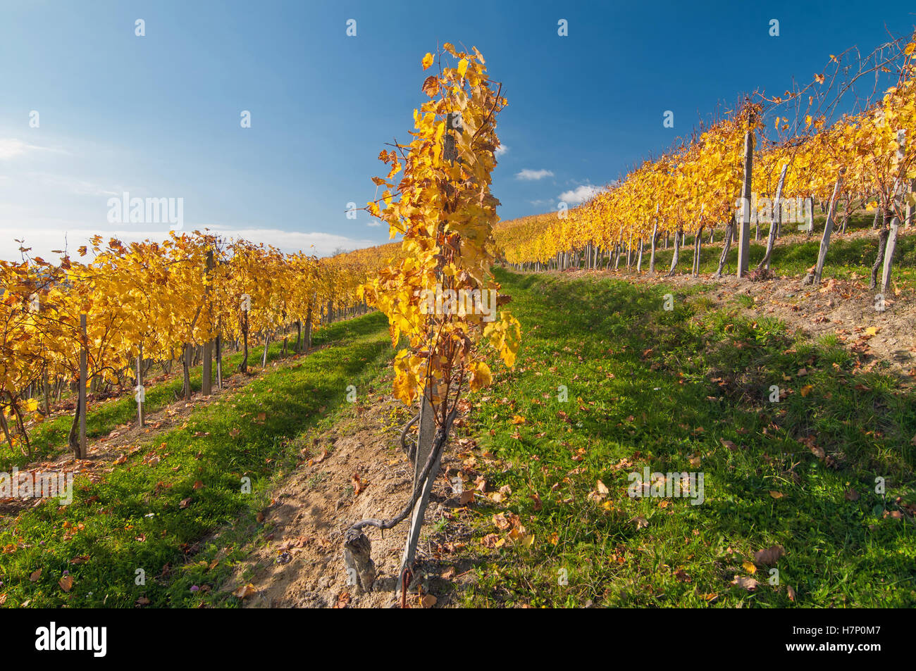 Row grapevines yellow autumn hi-res stock photography and images - Alamy