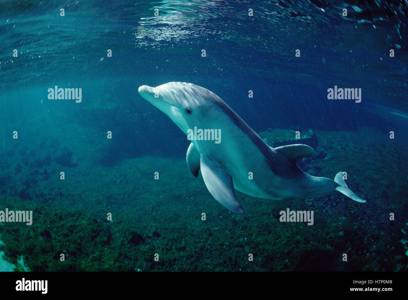 Bottlenose Dolphin (Tursiops truncatus) portrait underwater, Waikoloa ...