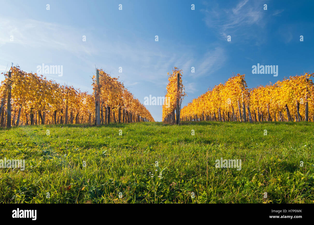 Yellow coloured grapevine leaves on a bright sunny autumn day Stock ...