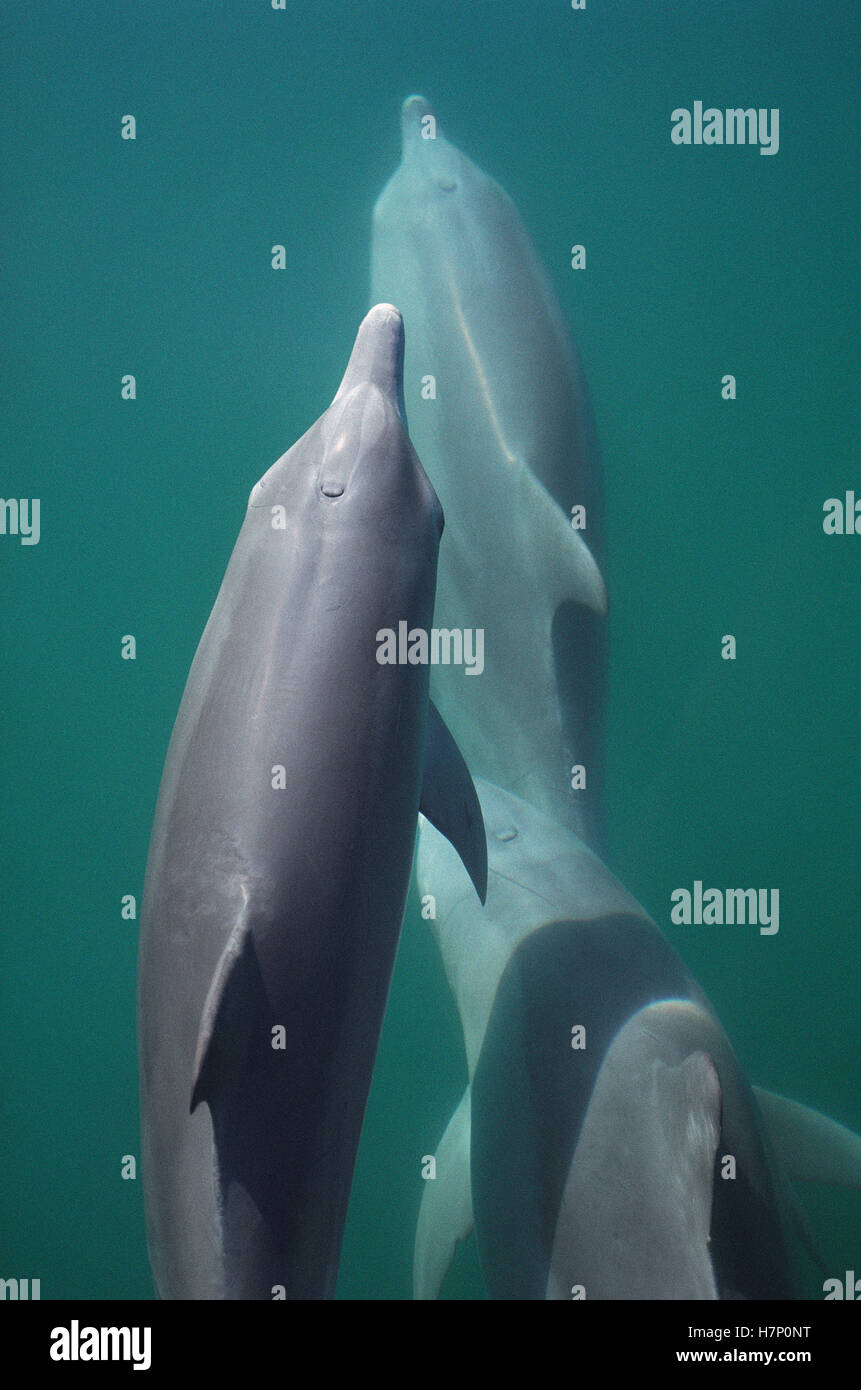 Shark bay aerial australia High Resolution Stock Photography and Images - Alamy