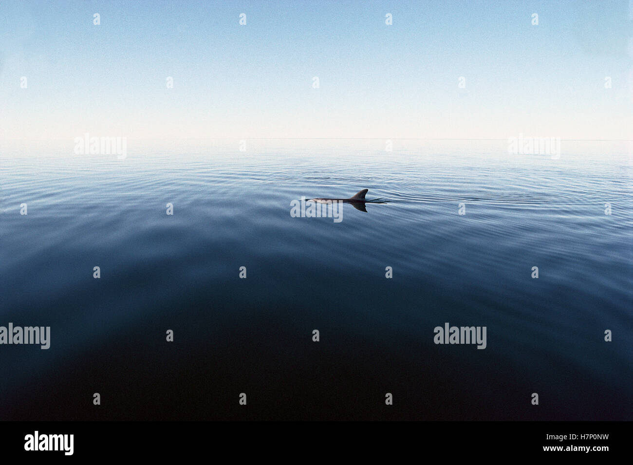 Bottlenose Dolphin (Tursiops truncatus) surfacing, Shark Bay, Australia Stock Photo - Alamy