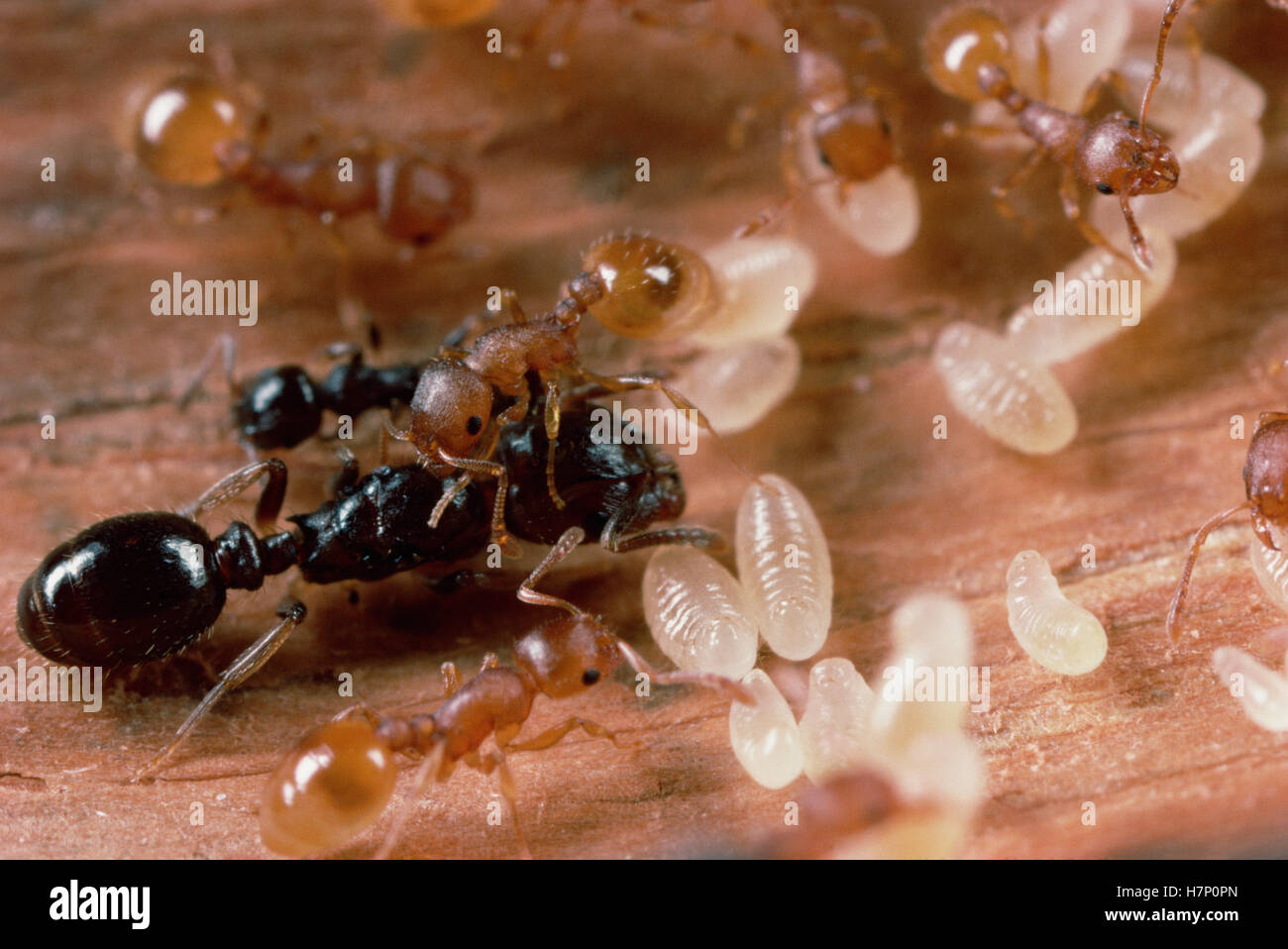Ant (Harpagoxenus sp) queen being groomed by Slave Ant Worker ...
