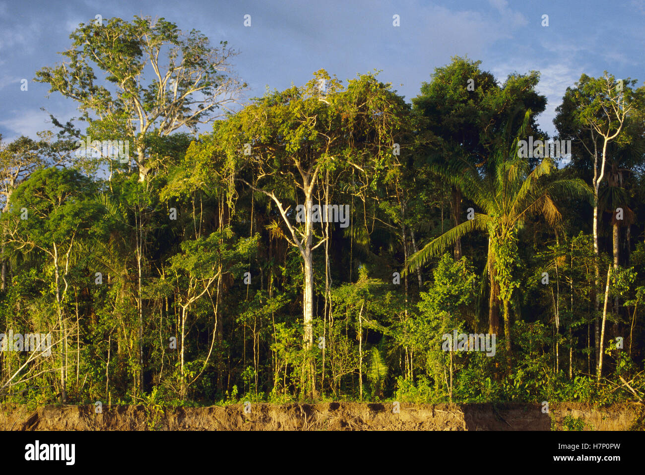 Rainforest edge at Amazon River, near Iquitos, Peru Stock Photo - Alamy