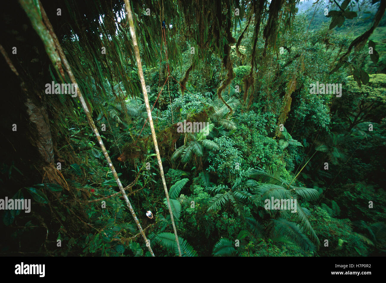 Rainforest canopy researcher, Colombia Stock Photo - Alamy