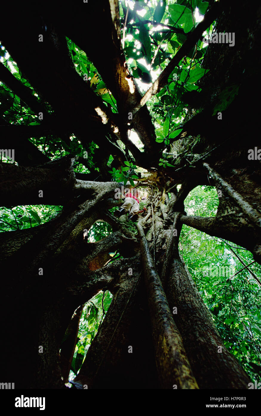 Researcher in Fig (Ficus sp) tree shell after host tree has died, Costa ...