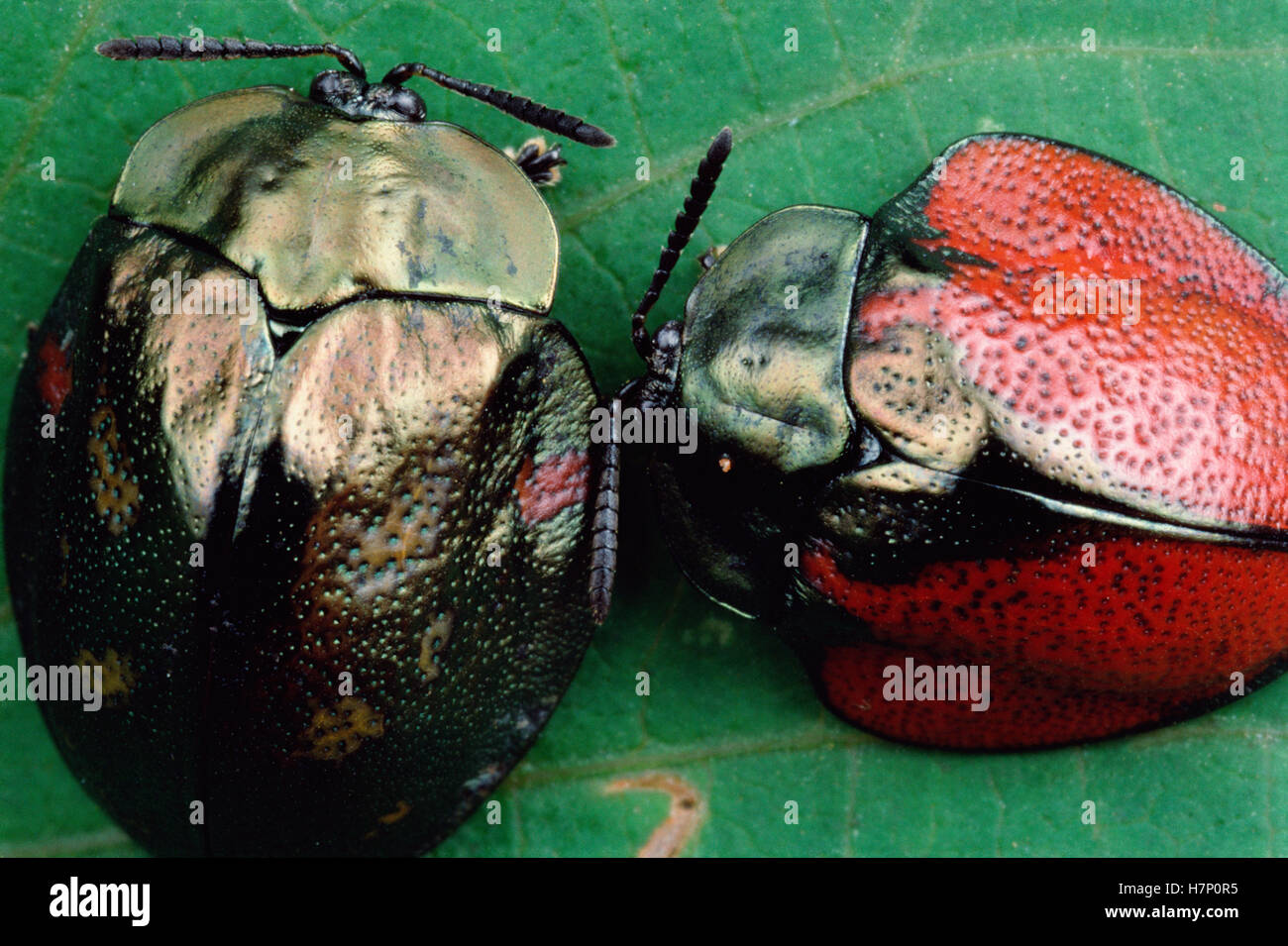 Leaf Beetle (Stolas sp) pair showing color variation, Panama Stock ...