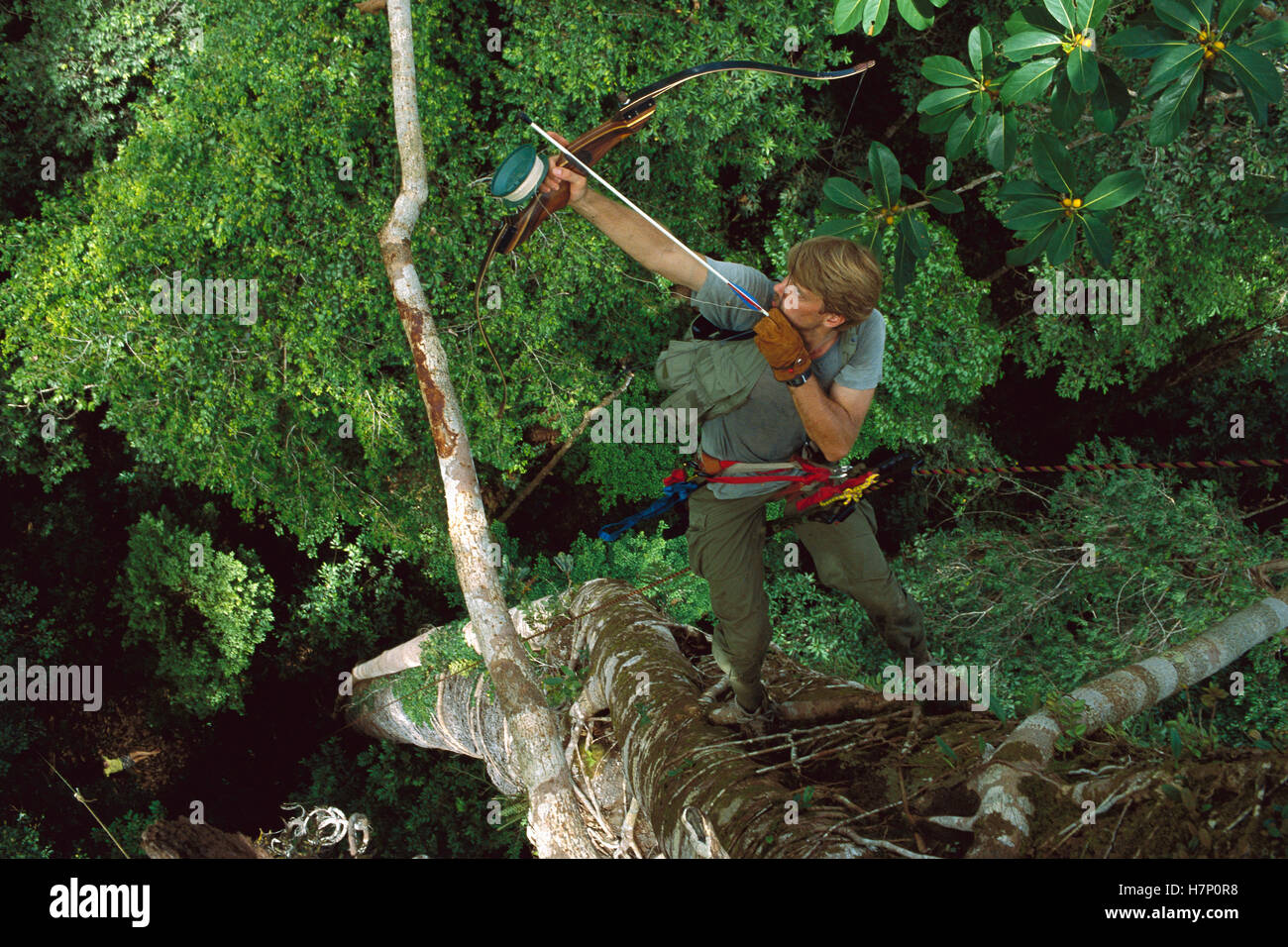 Researcher Tim Laman high up in tree, shoots arrow into the rainforest ...