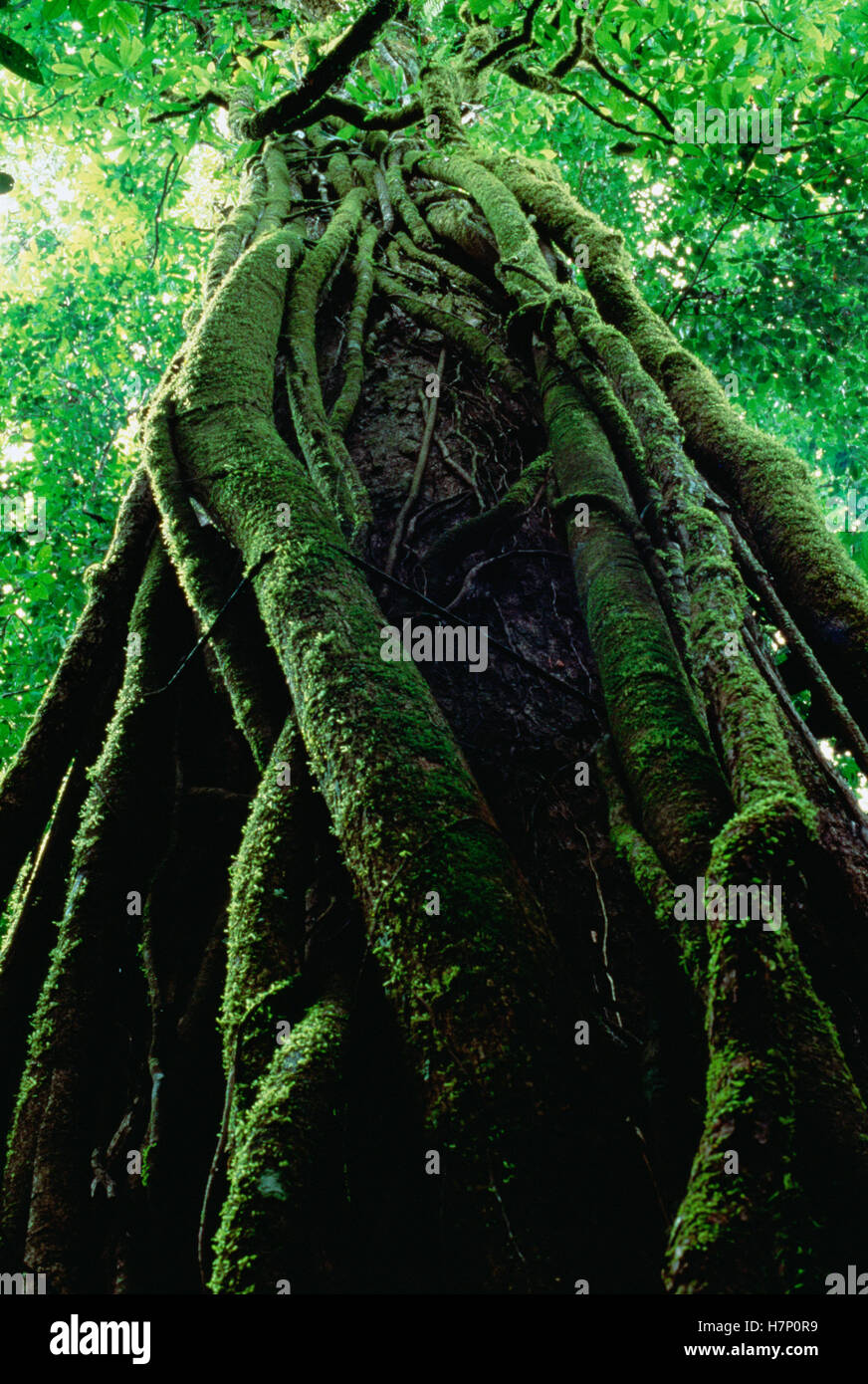 Lianas climbing tree, Costa Rica Stock Photo - Alamy