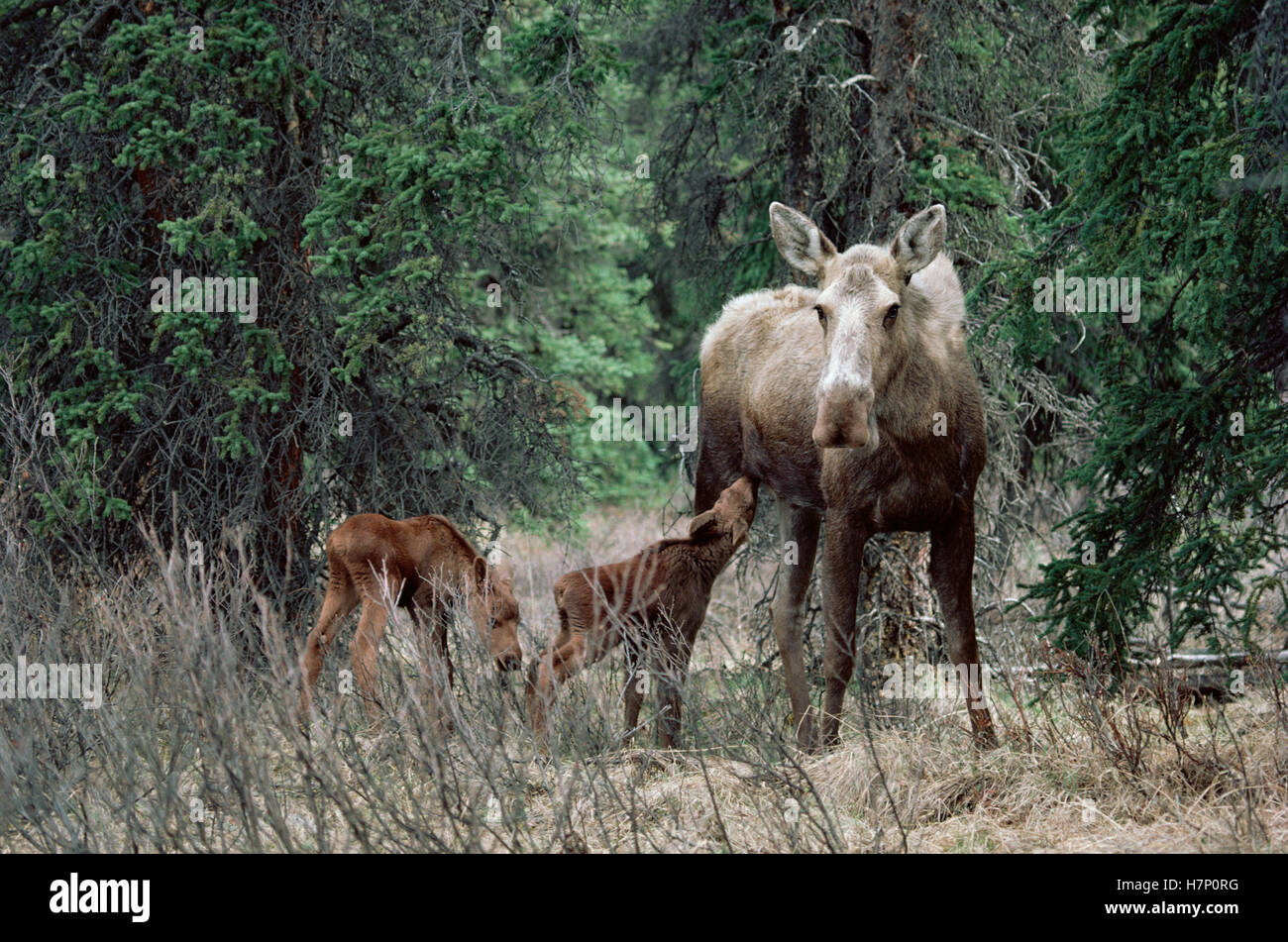 Alaska Moose (Alces alces gigas) cow nursing one of twin calves, boreal ...