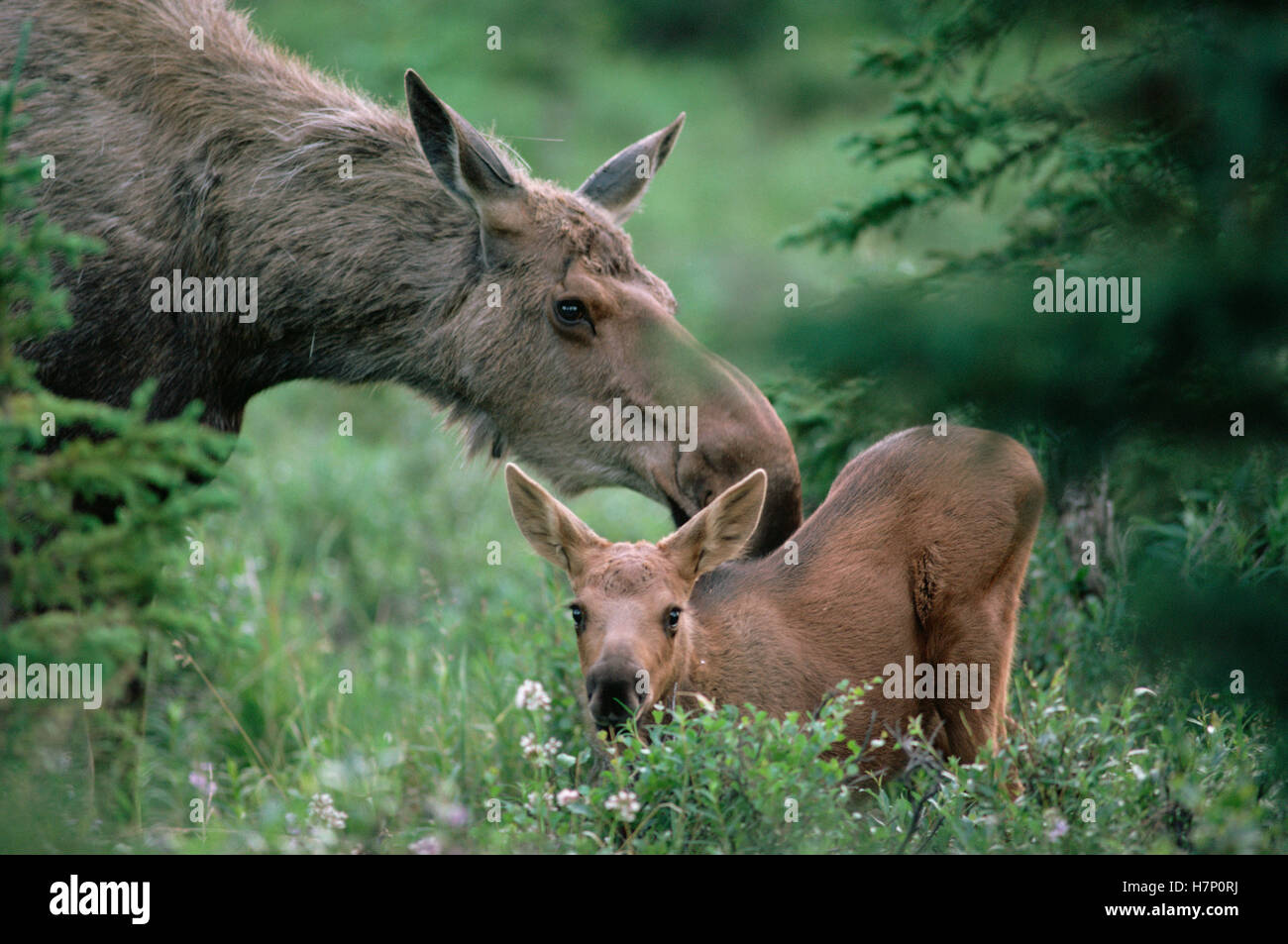 Alaska Moose (Alces alces gigas) with calf, boreal forest, Alaska Stock ...