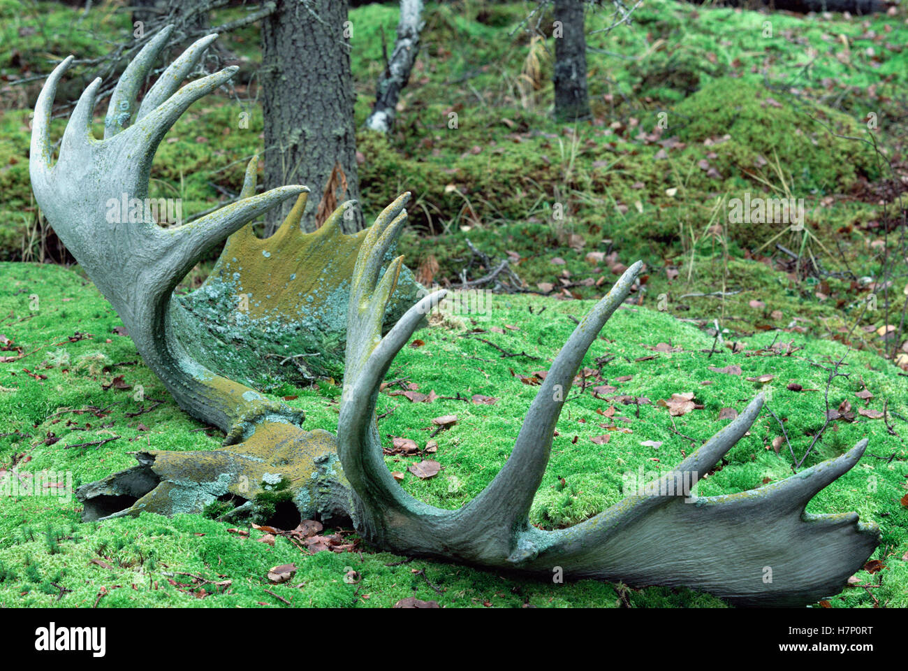 Alaska Moose (Alces alces gigas) skull and antlers, Alaska Stock Photo ...