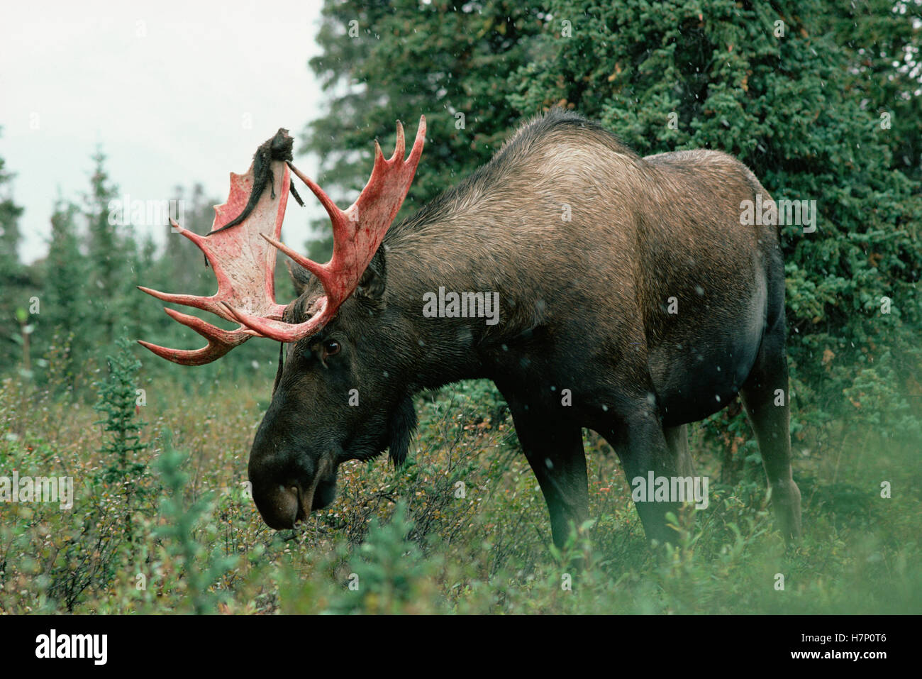 Alaska Moose (Alces alces gigas) male foraging and shedding velvet from ...
