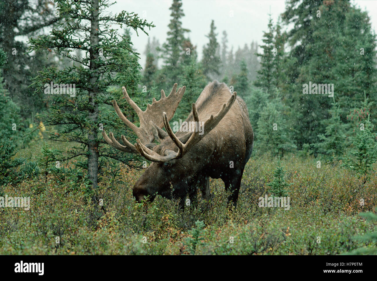 Alaska Moose (Alces alces gigas) male foraging in boreal forest during ...