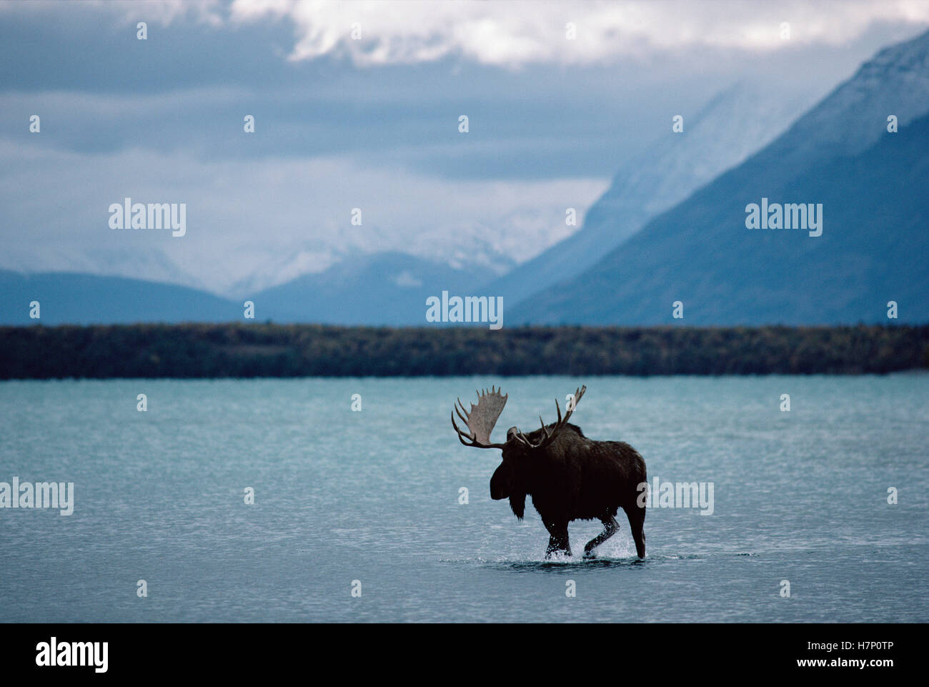 Alaska Moose (Alces alces gigas) male walking through lake, Alaska ...