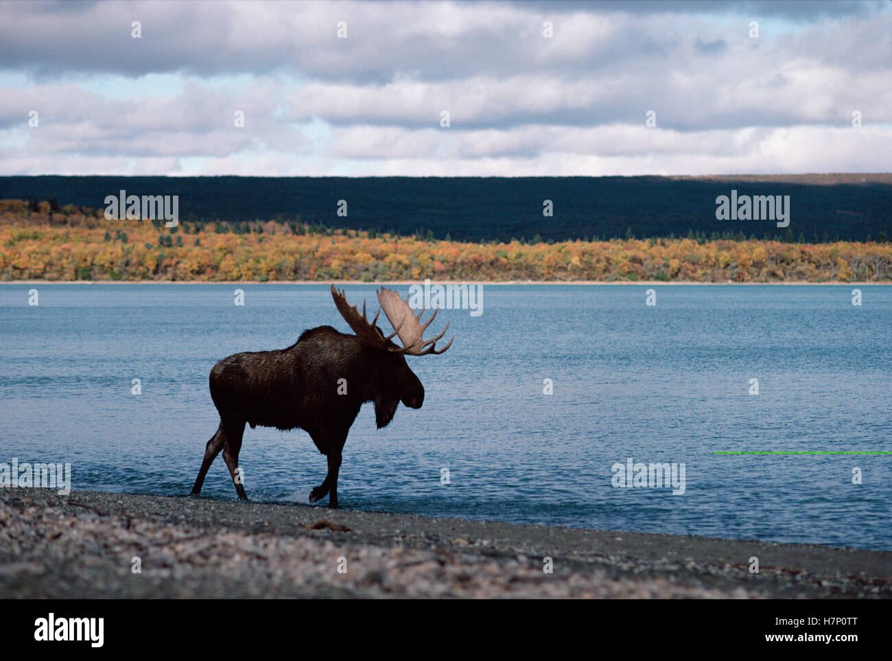 Alaska Moose (Alces alces gigas) bull walking along lake in autumn ...