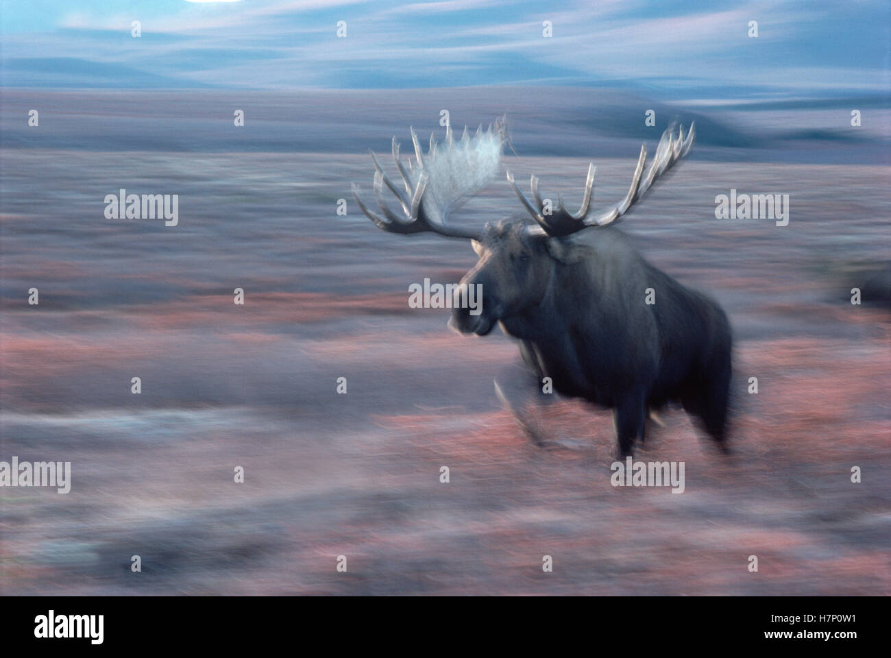 Alaska Moose (Alces alces gigas) bull charging, Alaska Stock Photo - Alamy