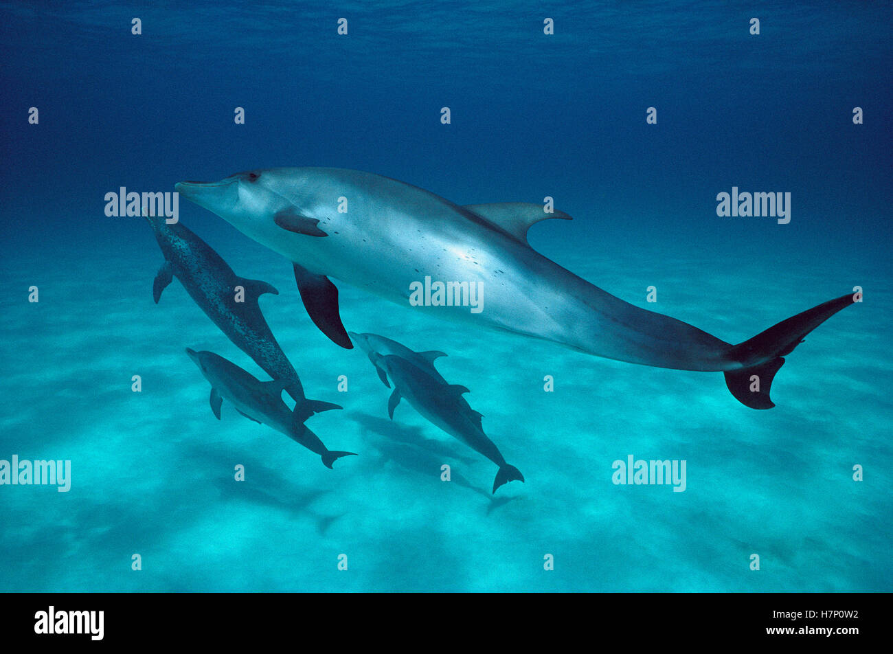 Atlantic Spotted Dolphin (Stenella frontalis) pod swimming underwater ...