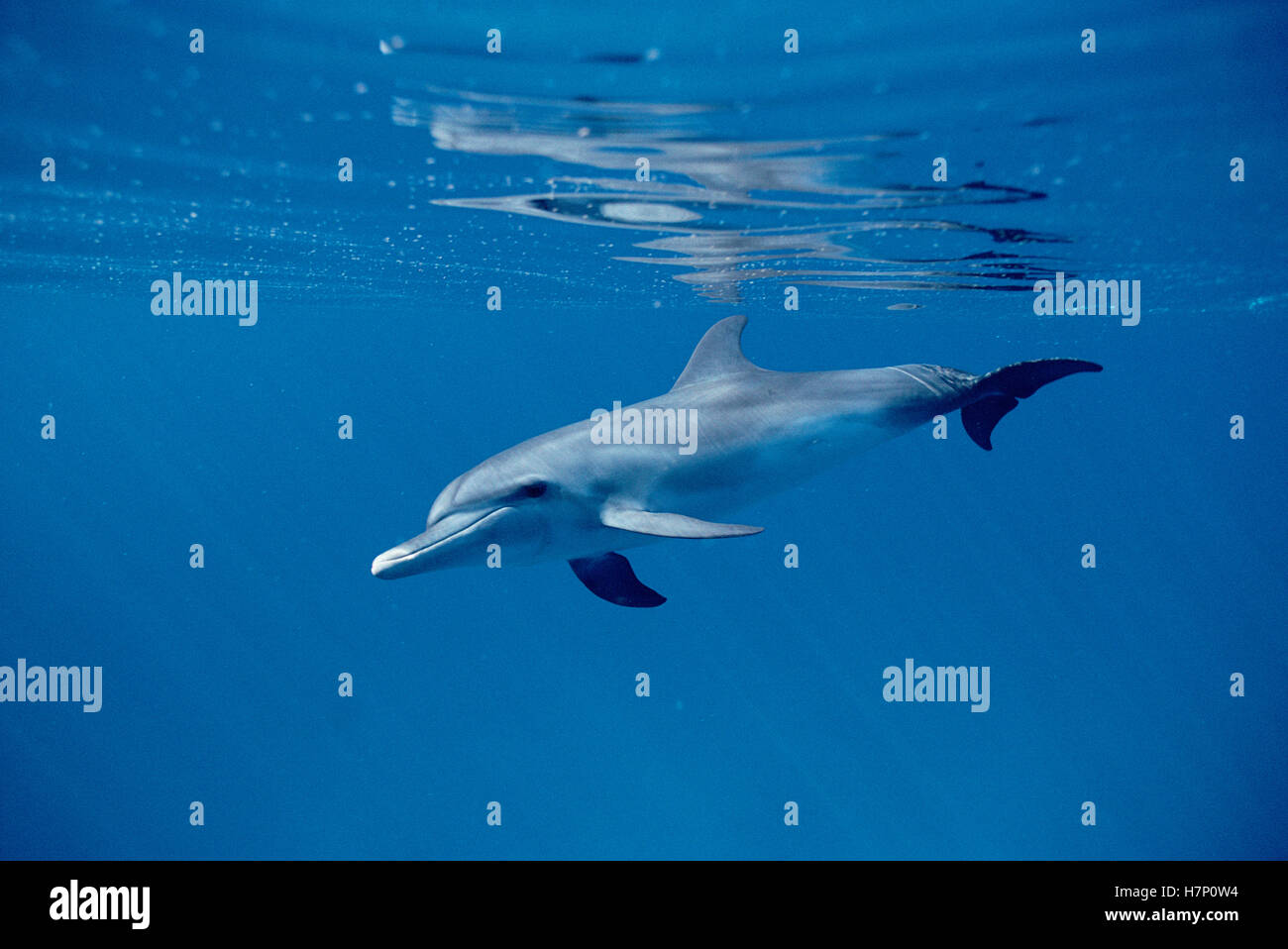 Bottlenose Dolphin (Tursiops truncatus) underwater portrait Stock Photo - Alamy