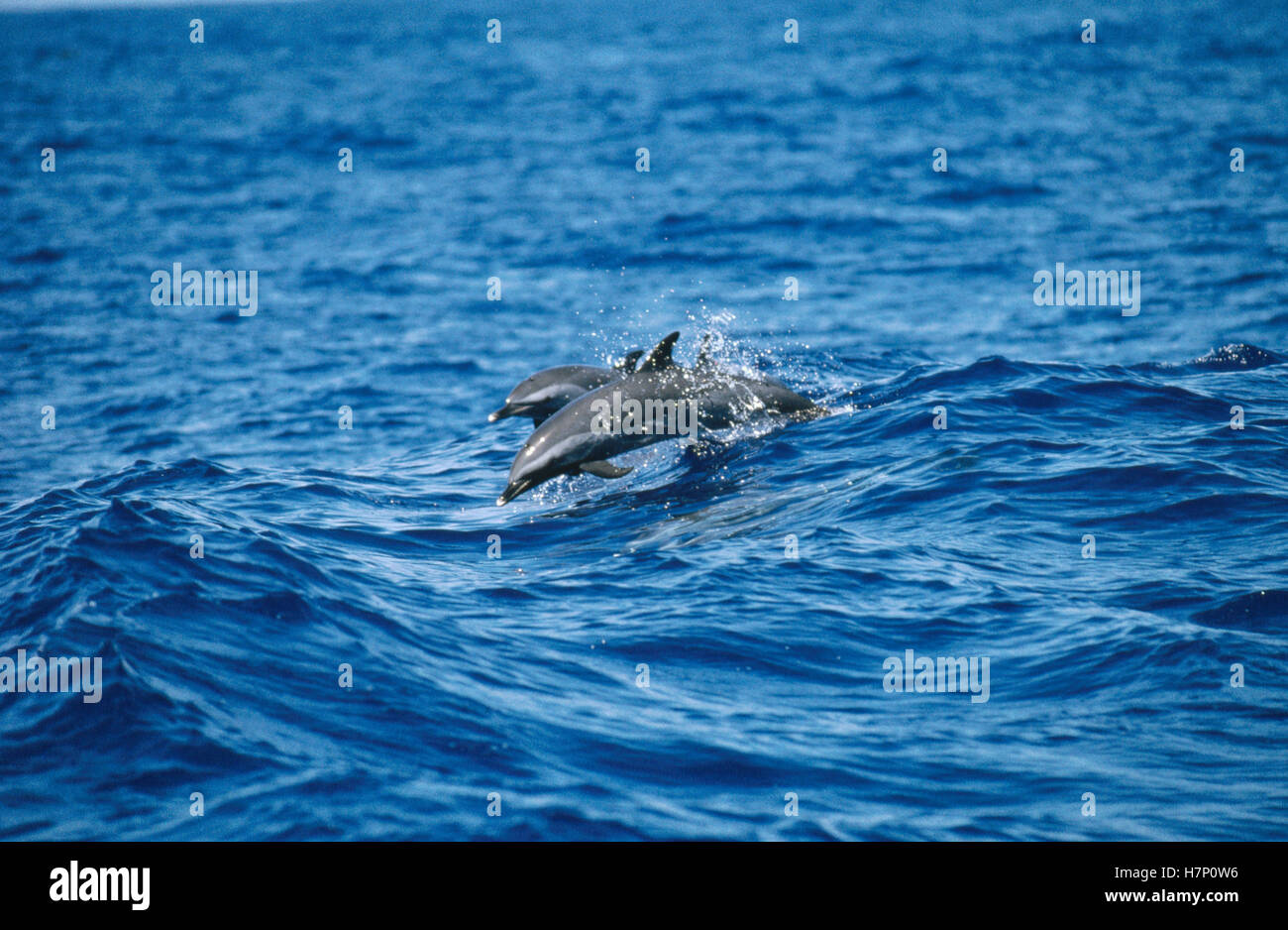 Common Dolphin (Delphinus delphis) pair jumping, New Zealand Stock ...