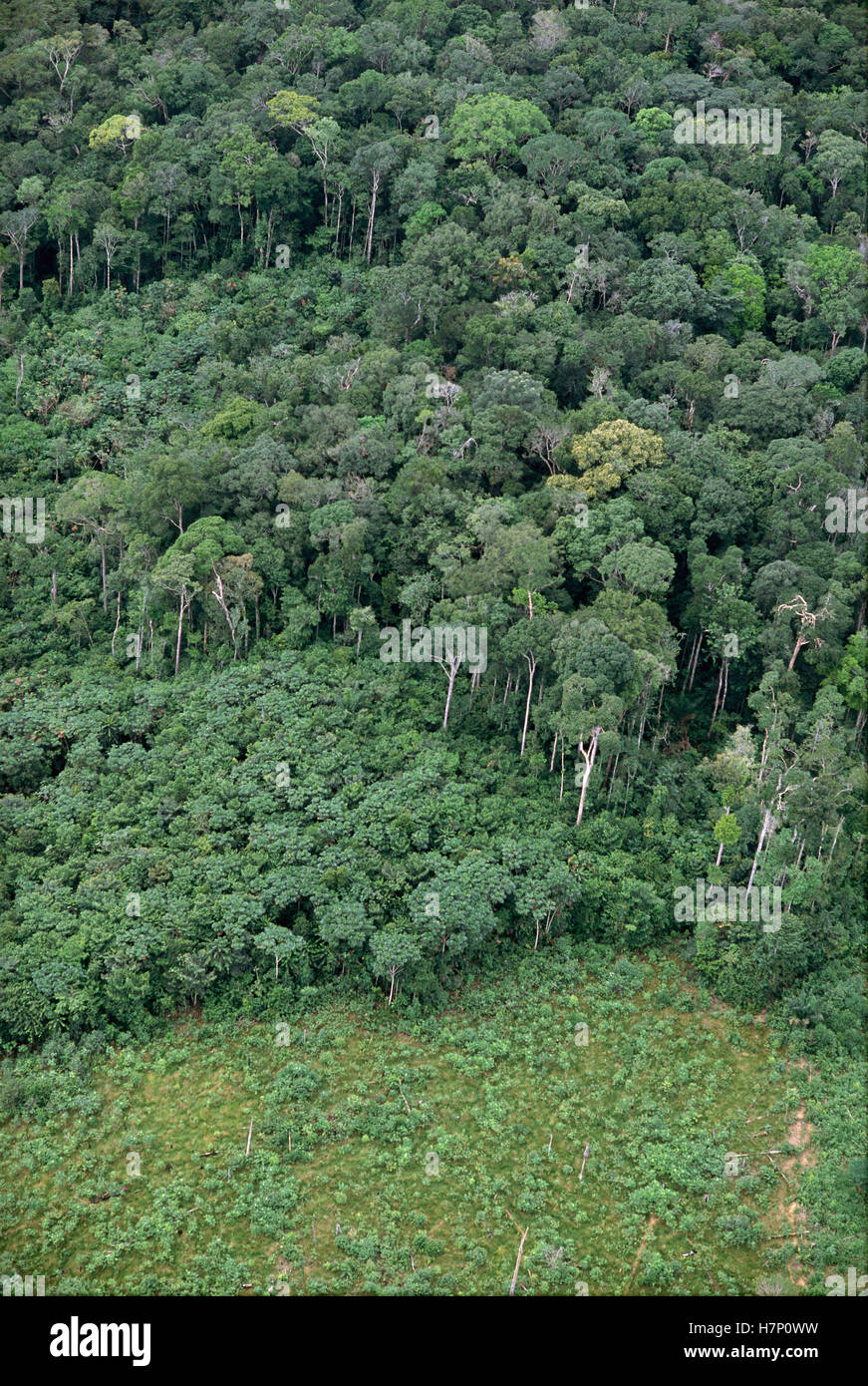 Primary and secondary rainforest, Manaus, Brazil Stock Photo - Alamy