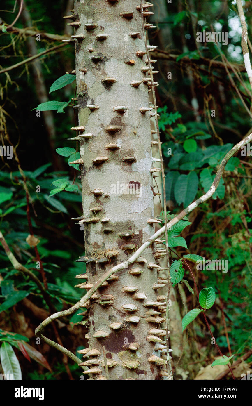 East African Satinwood (Fagara macrophylla) has evolved defensive ...