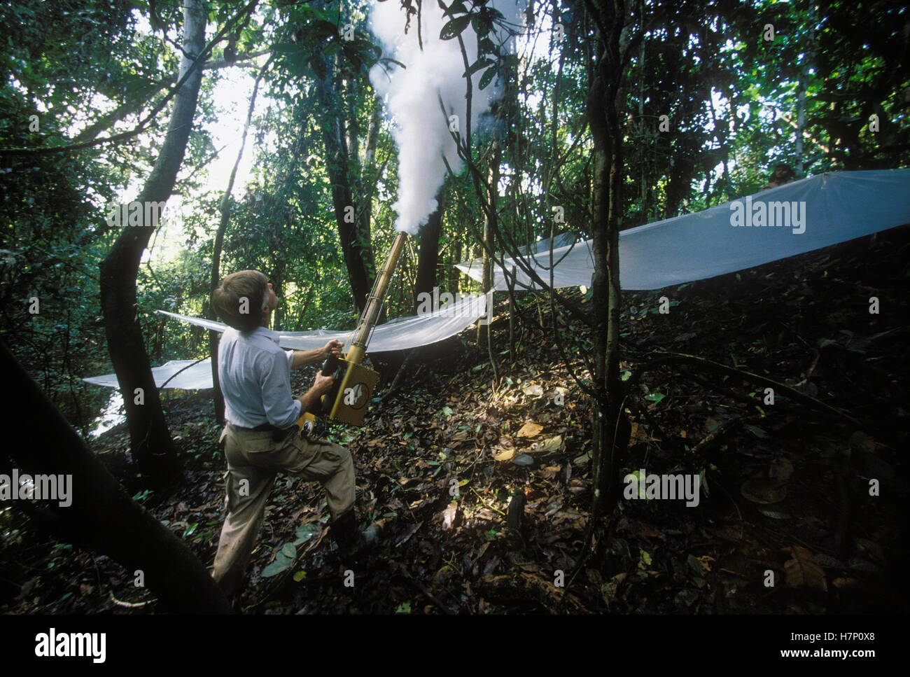 Entomologist Terry Erwin fogs rainforest canopy with biodegradable ...