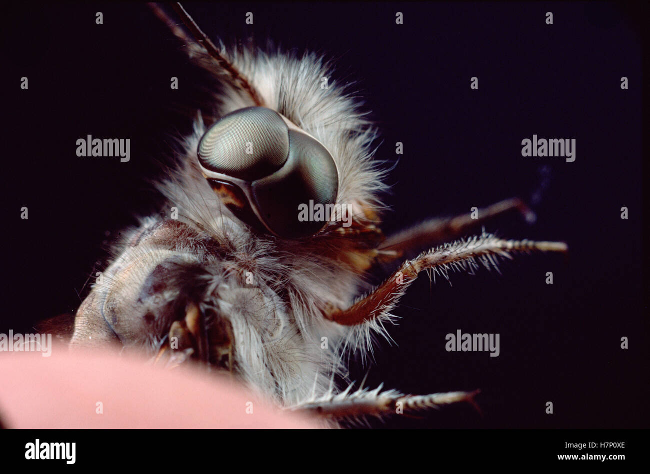 Owl Fly (Ascalaphidae) detail showing unusual double eyes, Barro ...