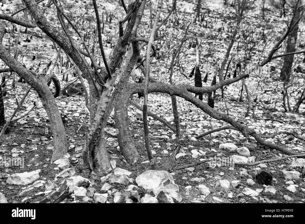 Aftermath of a large forest fire that left a devastated landscape Stock ...