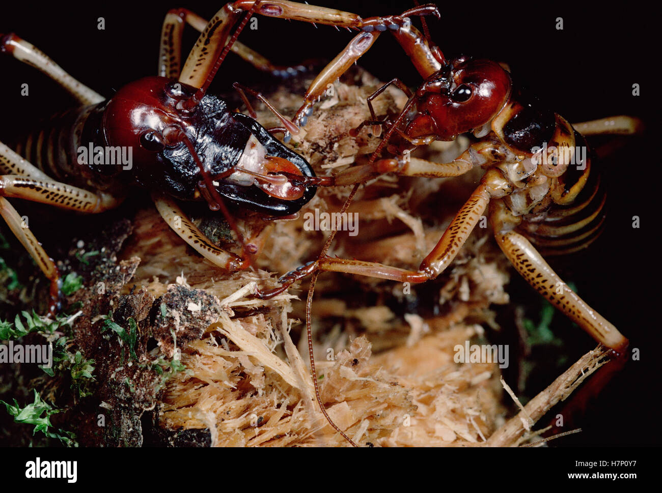 Tree Weta (Hemideina crassicruris) male with larger head and female at ...