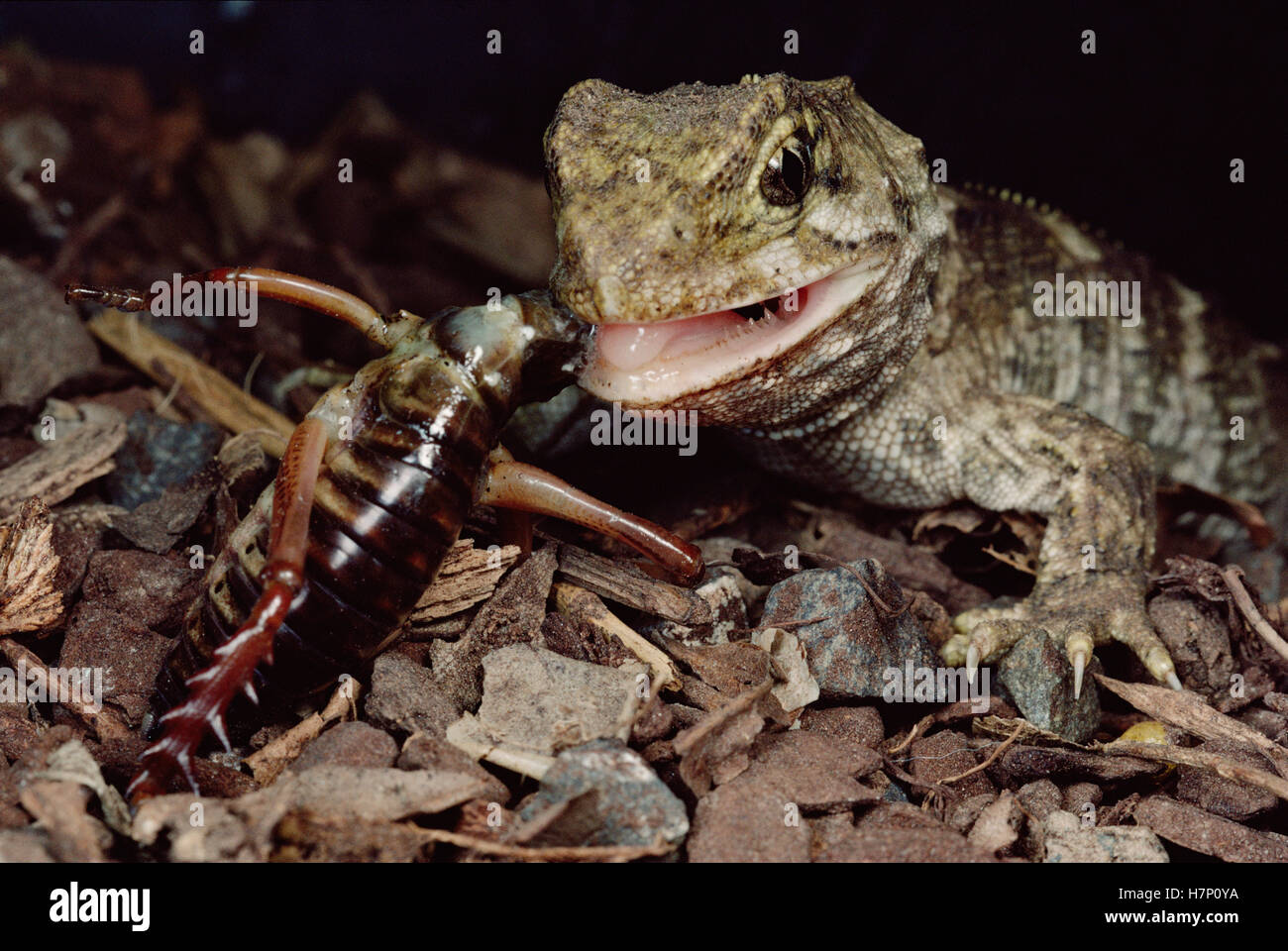 Tuatara (Sphenodon punctatus) eating a Tree Weta (Hemideina ...