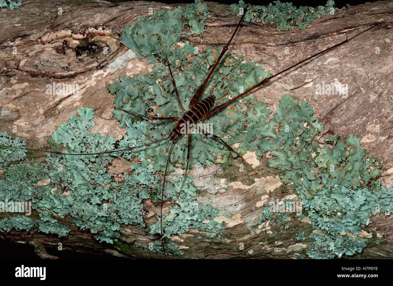 Cave Weta (Gymnoplectron edwardsii) in cave, Wellington, New Zealand ...