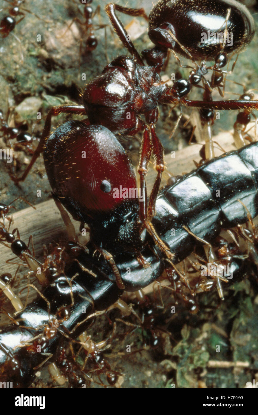 Marauder Ant (Pheidologeton diversus) major worker ant smashes the mid ...