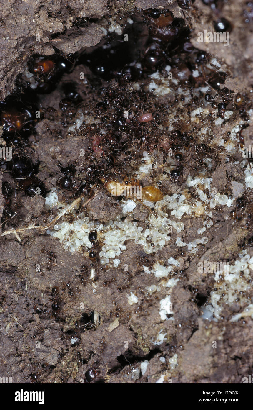Marauder Ant (Pheidologeton diversus) nest chamber showing brood, prey ...