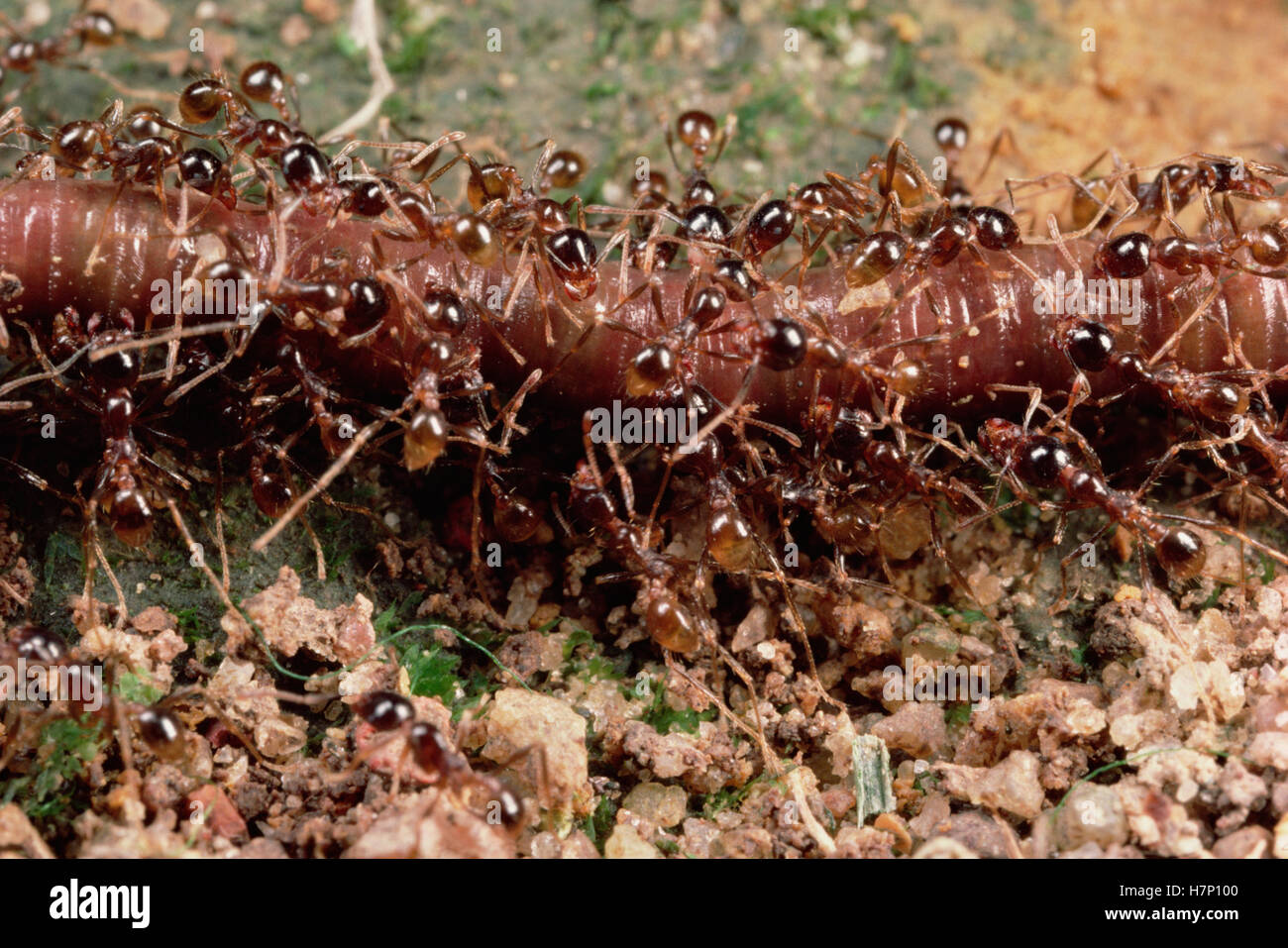 Marauder Ant (Pheidologeton diversus) swarm carrying earthworm back to ...