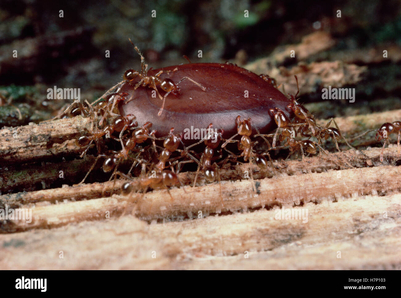 Marauder Ant (Pheidologeton diversus) group carrying seed to nest ...