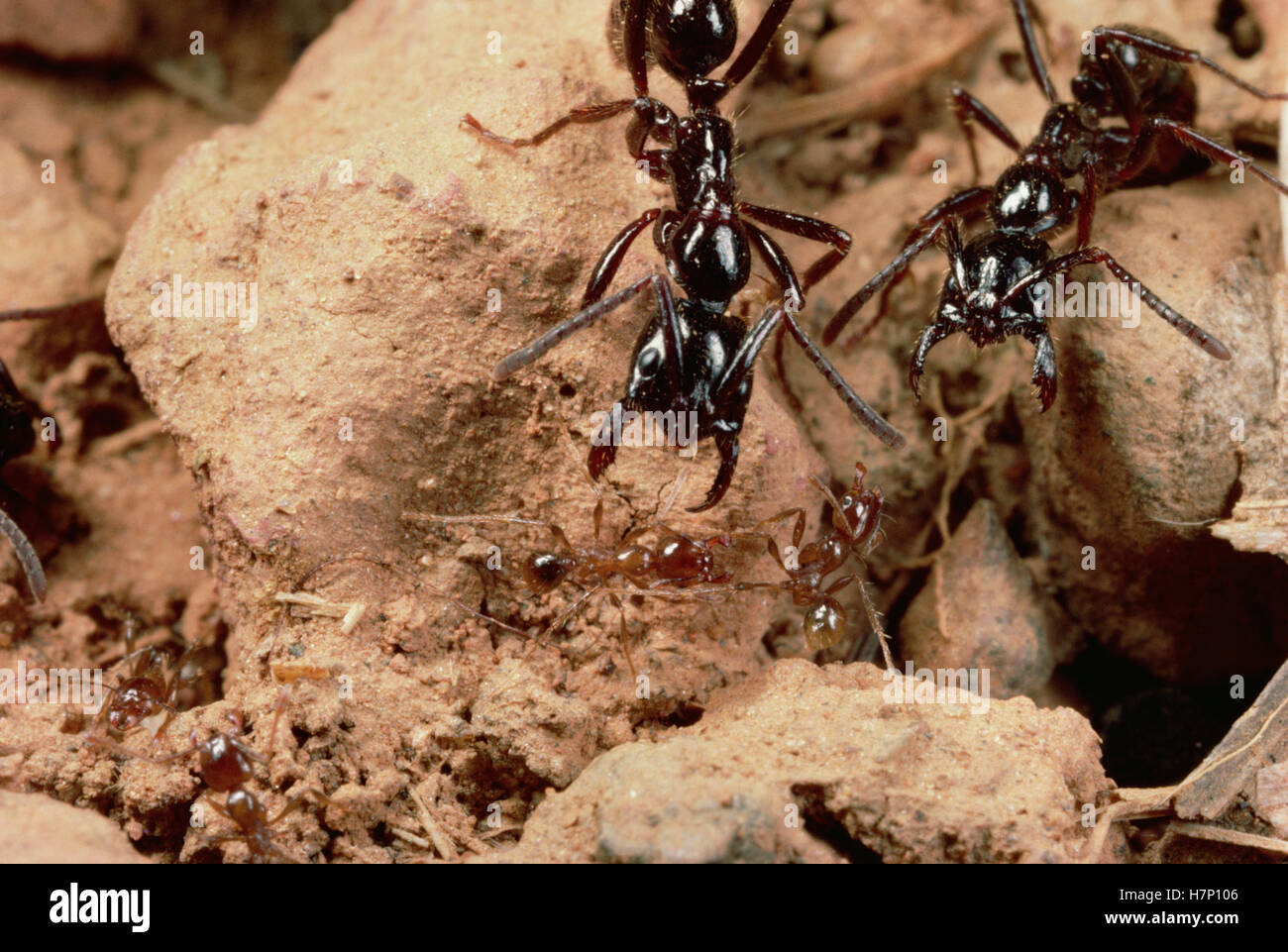 Marauder Ant (Pheidologeton diversus) pair defending the trunk trail ...