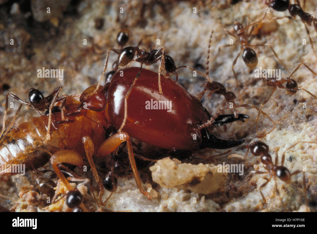 Termite Soldier Vs Ant