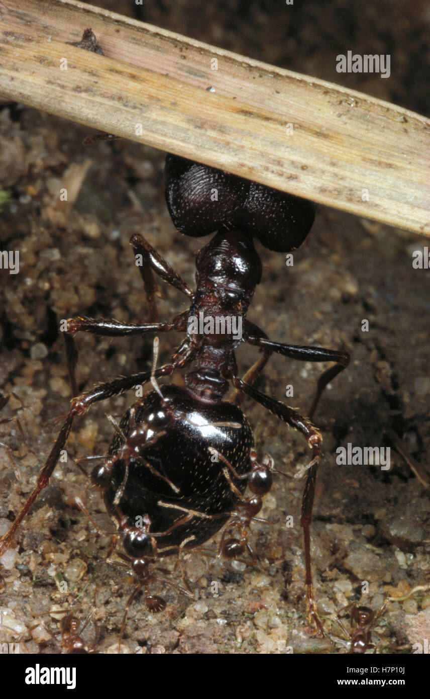 Marauder Ant (Pheidologeton diversus), major worker lifting twig from ...