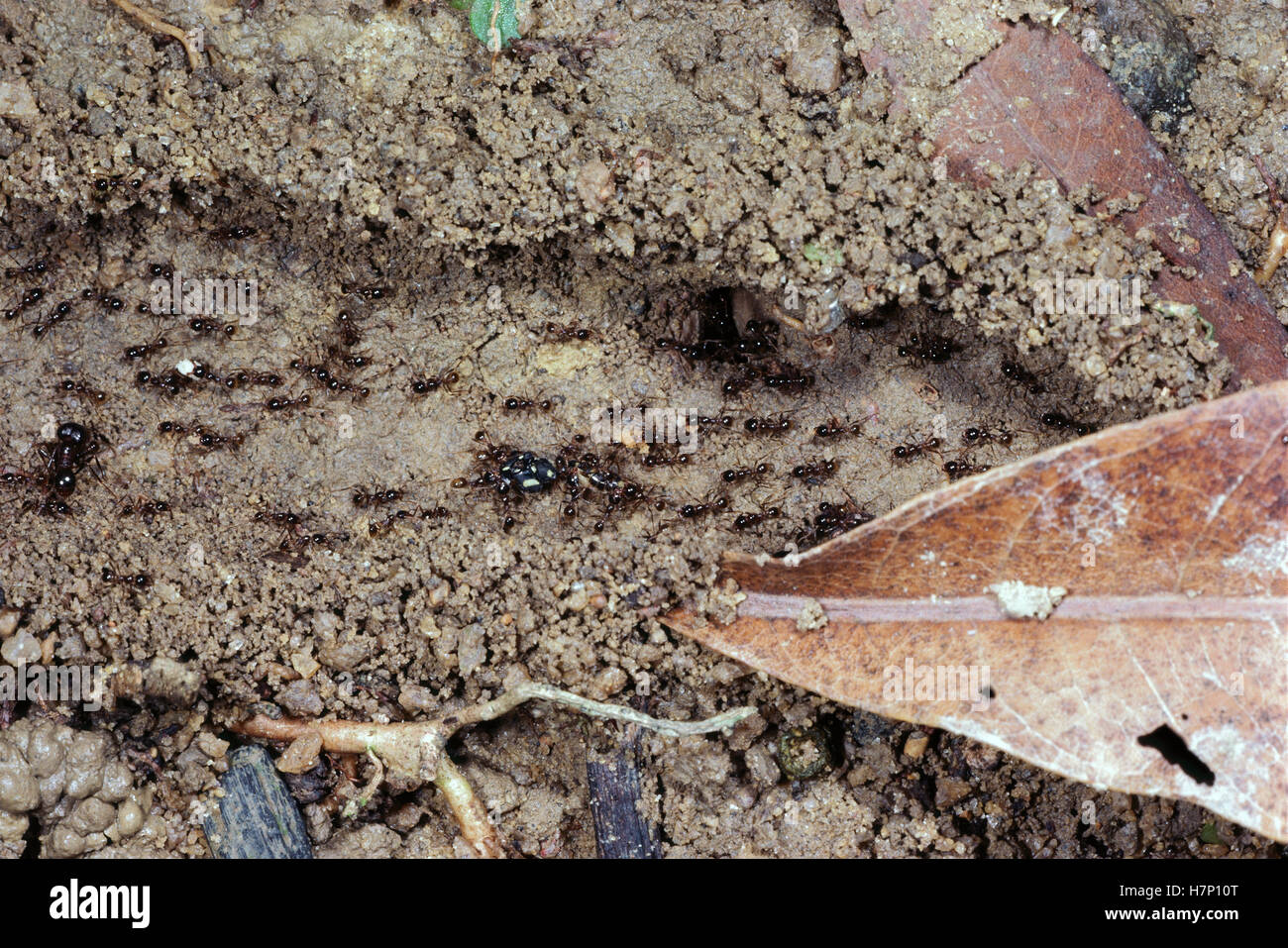 Marauder Ant (Pheidologeton diversus) trail with soil walls, Borneo ...