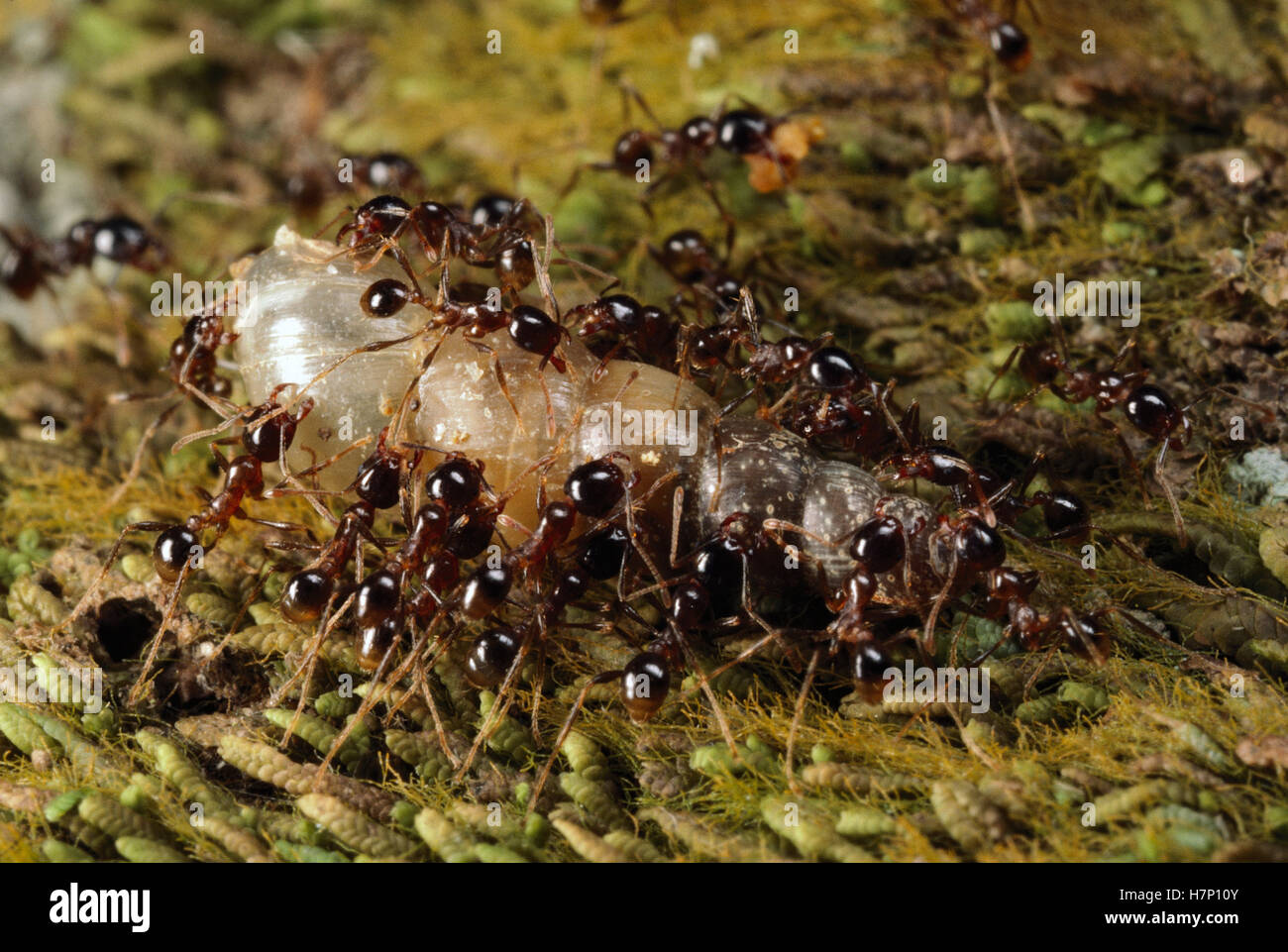 Marauder Ant (Pheidologeton diversus) minor workers carrying snail ...