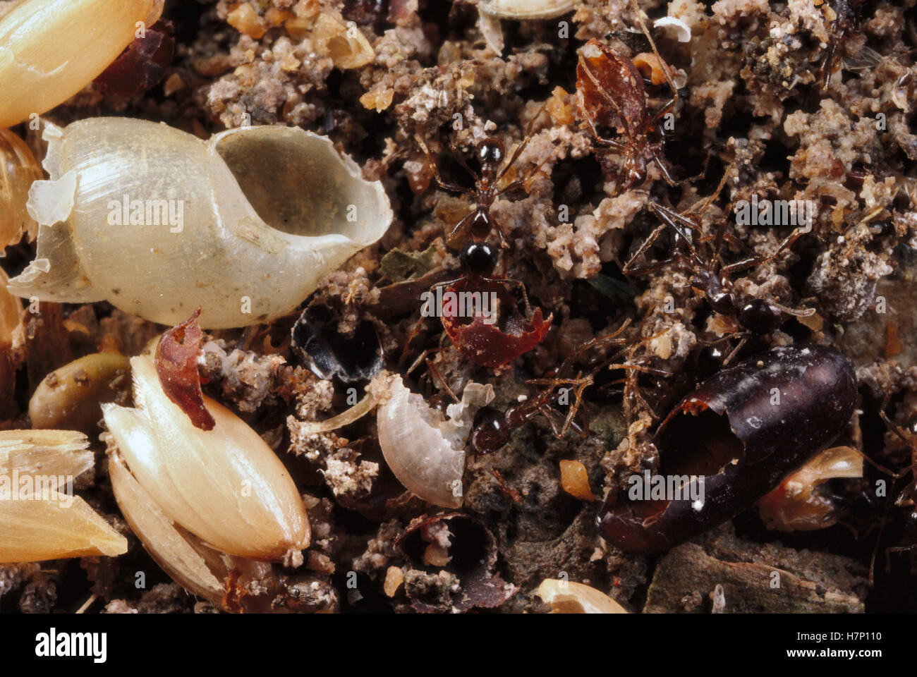 Marauder Ant (Pheidologeton diversus) workers removing debris that ...