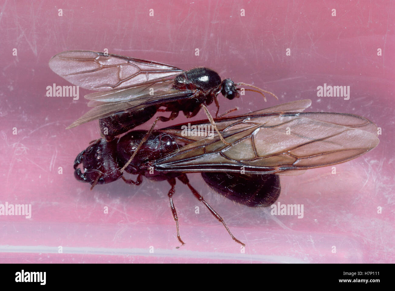 Marauder Ant (Pheidologeton diversus) male (on top) mating with winged ...