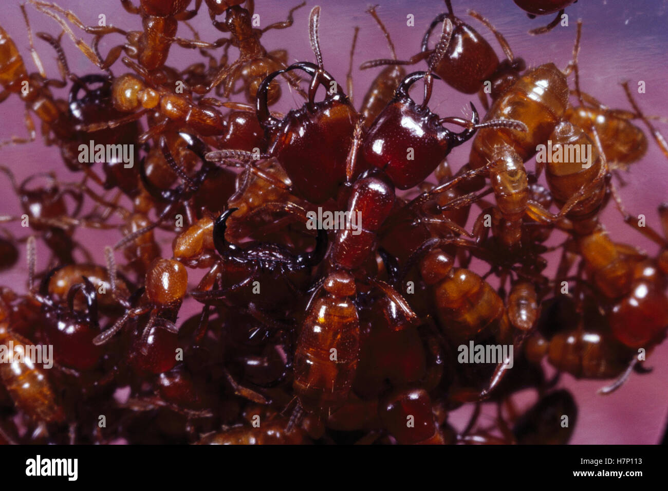 Safari Ant (Dorylus laevigatus) workers moving in a dense mass ...